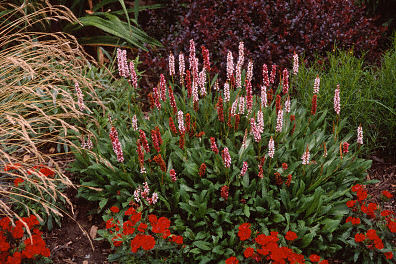 Polygonum affine 'Darjeeling Red' habit image 1 of 1
