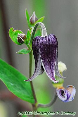 Clematis 'Fascination' flowers image 1 of 2