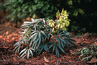 Helleborus foetidus 'Wester Flisk' habit 1 of 1