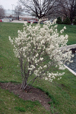 Amelanchier x grandiflora habit 2 of 3