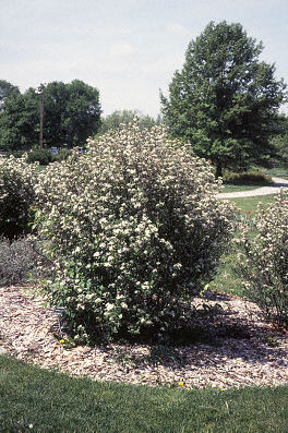 Aronia arbutifolia 'Erecta' habit image 1 of 1