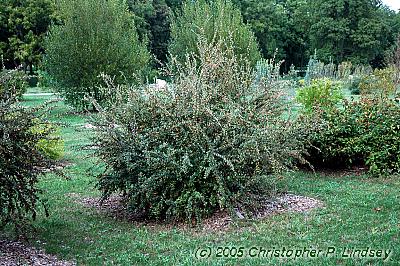 Cotoneaster franchetti var. sternianus habit image 1 of 1