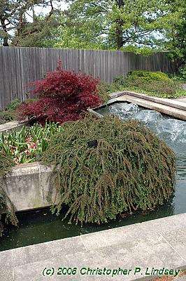 Cotoneaster 'Hessei' habit image 2 of 2