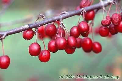 Malus 'Adams' fruit image 1 of 1