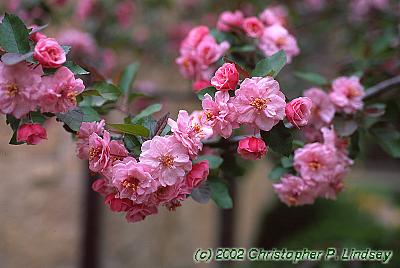 Malus 'Brandywine' flowers image 4 of 4