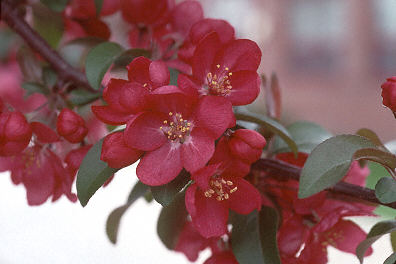 Malus x 'Centurion' flowers image 1 of 2