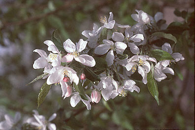 Malus 'Dolgo' flowers image 1 of 1