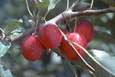 Malus 'Dolgo' fruit image 1 of 1