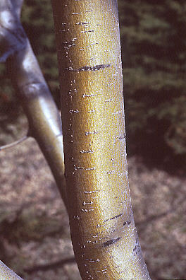 Malus 'Dolgo' bark image 1 of 1