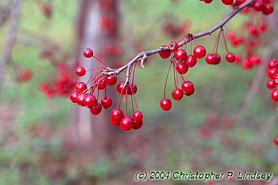 Malus 'Molten Lava' fruit image 1 of 3