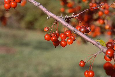 Malus 'Red Jade' fruit image 1 of 2