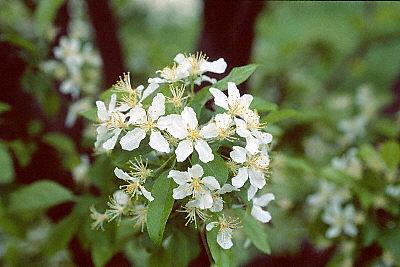 Malus 'Red Jewel' flowers image 1 of 1