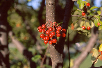 Malus 'Red Jewel' fruit image 2 of 2