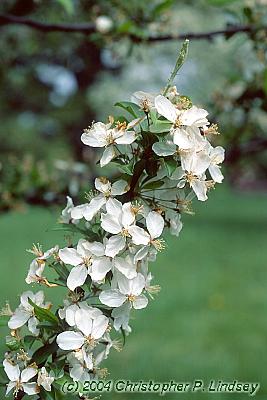 Malus 'Sentinel' flowers image 1 of 1