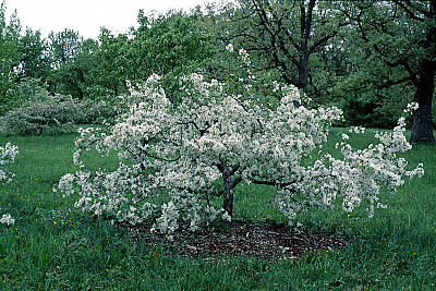 Malus 'White Cascade' habit image 1 of 1