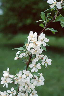 Malus 'White Cascade' flowers image 1 of 1