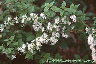 Neviusia alabamensis flowers image 1 of 1