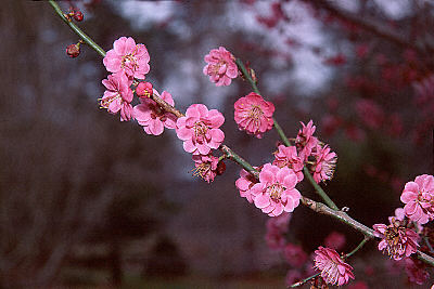 Prunus mume 'Kobai' flowers image 1 of 1