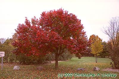 Pyrus calleryana 'Autumn Blaze' habit image 1 of 1