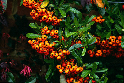 Pyracantha crenatoserrata 'Graberi' fruit image 2 of 3