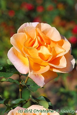 Rosa 'Flo Nelson' flowers image 1 of 1