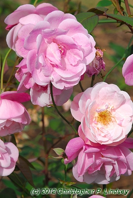 Rosa 'Hall Plot' flowers image 2 of 2