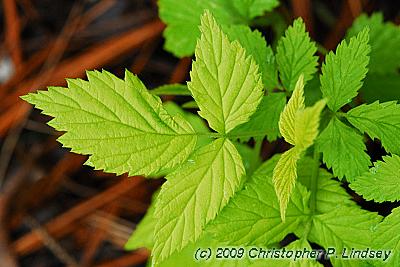 Rubus idaeus 'Aureus' leaves image 2 of 2