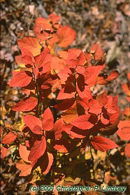 Spiraea japonica fall color image 1 of 1