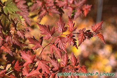 Stephanandra incisa fall color image 1 of 1