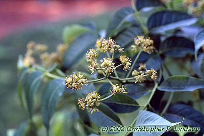Phellodendron amurense flowers image 2 of 2