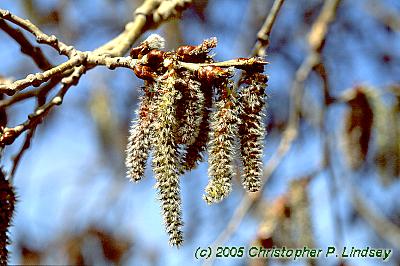Populus tremuloides flowers image 1 of 2