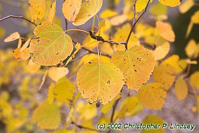 Populus tremuloides fall color image 1 of 1
