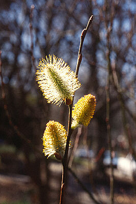 Salix caprea flowers image 2 of 2