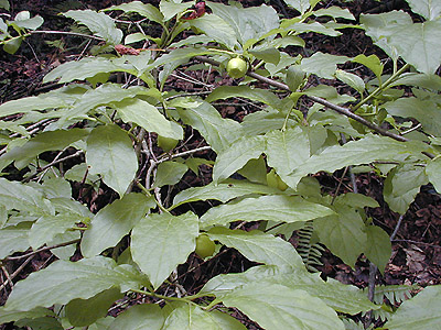 Pyrularia pubera habit image 1 of 1