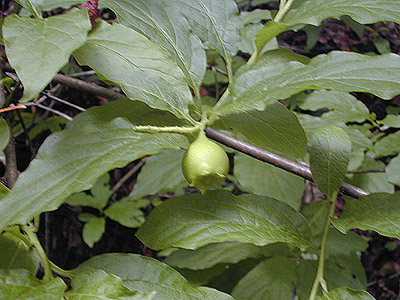 Pyrularia pubera fruit image 1 of 1