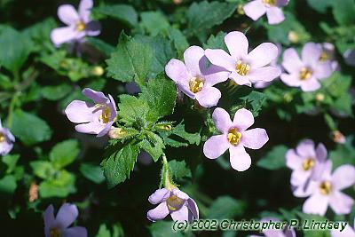 Bacopa 'Lavender Storm' flowers image 1 of 1