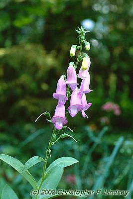 Digitalis thapsi 'Spanish Peaks' flowers image 2 of 2
