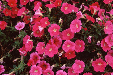 Petunia 'Celebrity Raspberry Ice' flowers image 1 of 1