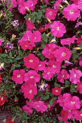 Petunia 'Celebrity Neon' flowers image 1 of 1