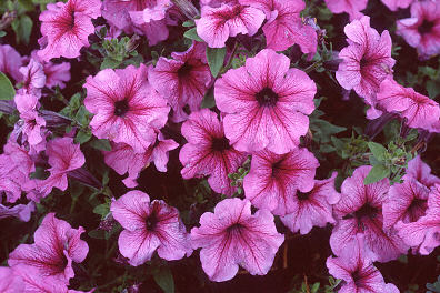 Petunia 'Daddy Sugar' flowers image 2 of 2
