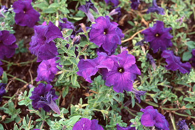 Petunia 'Dreams Midnight Blue Improved' flowers image 1 of 1