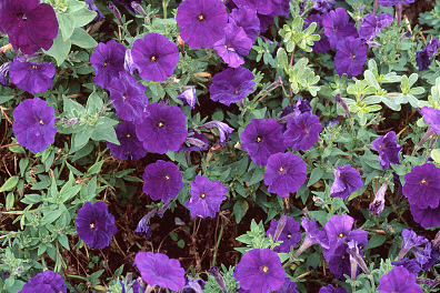 Petunia 'Fantasy Blue' flowers image 1 of 1