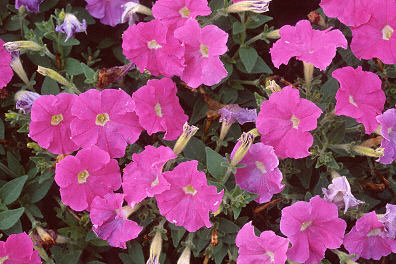 Petunia 'Fantasy Light Blue' flowers image 2 of 2