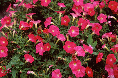 Petunia 'Fantasy Pink' habit image 1 of 1