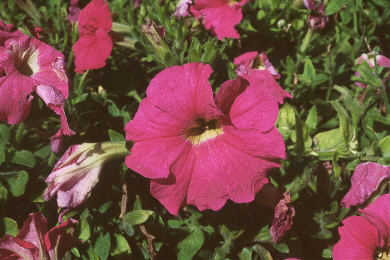 Petunia grandiflora 'Dreams Pink' flowers image 1 of 2
