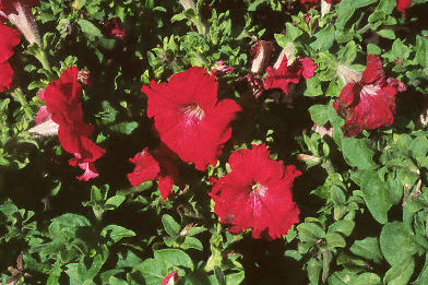 Petunia grandiflora 'Ultra Red' habit image 1 of 1