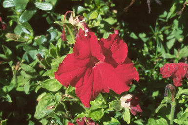 Petunia grandiflora 'Ultra Red' flowers image 1 of 1