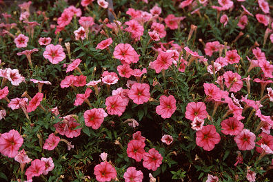 Petunia milliflora 'Fantasy Crystal Red' habit image 1 of 1