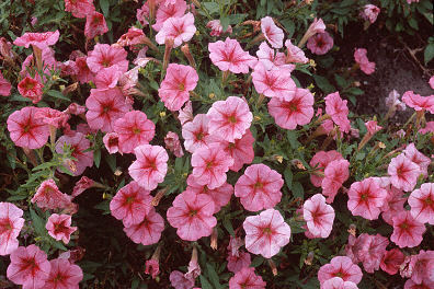 Petunia milliflora 'Fantasy Crystal Red' flowers image 2 of 2