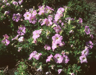 Petunia milliflora 'Fantasy Pink Morn' habit image 1 of 1